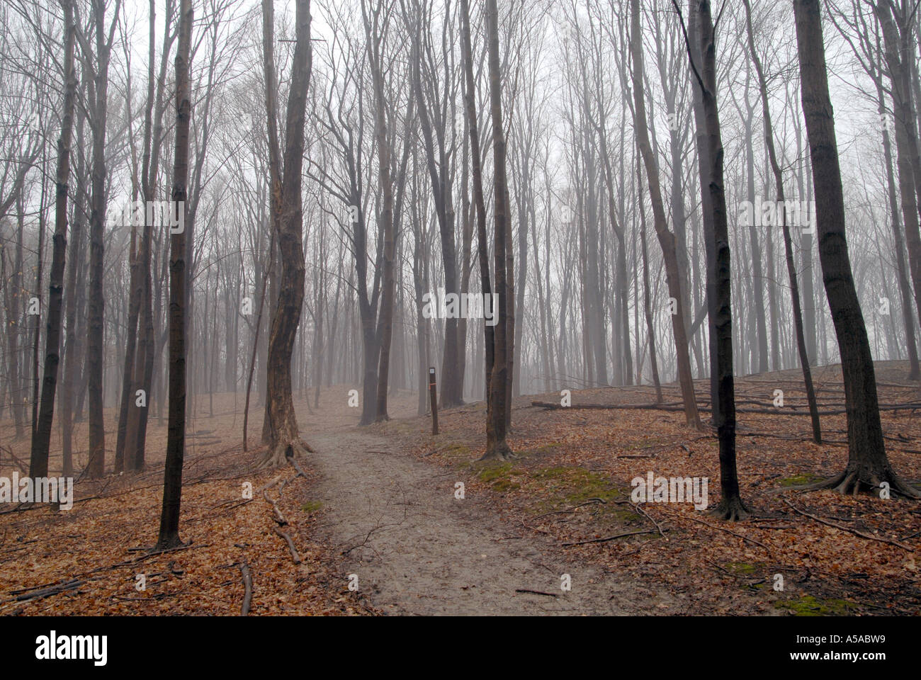 Carolinian forest hi-res stock photography and images - Alamy