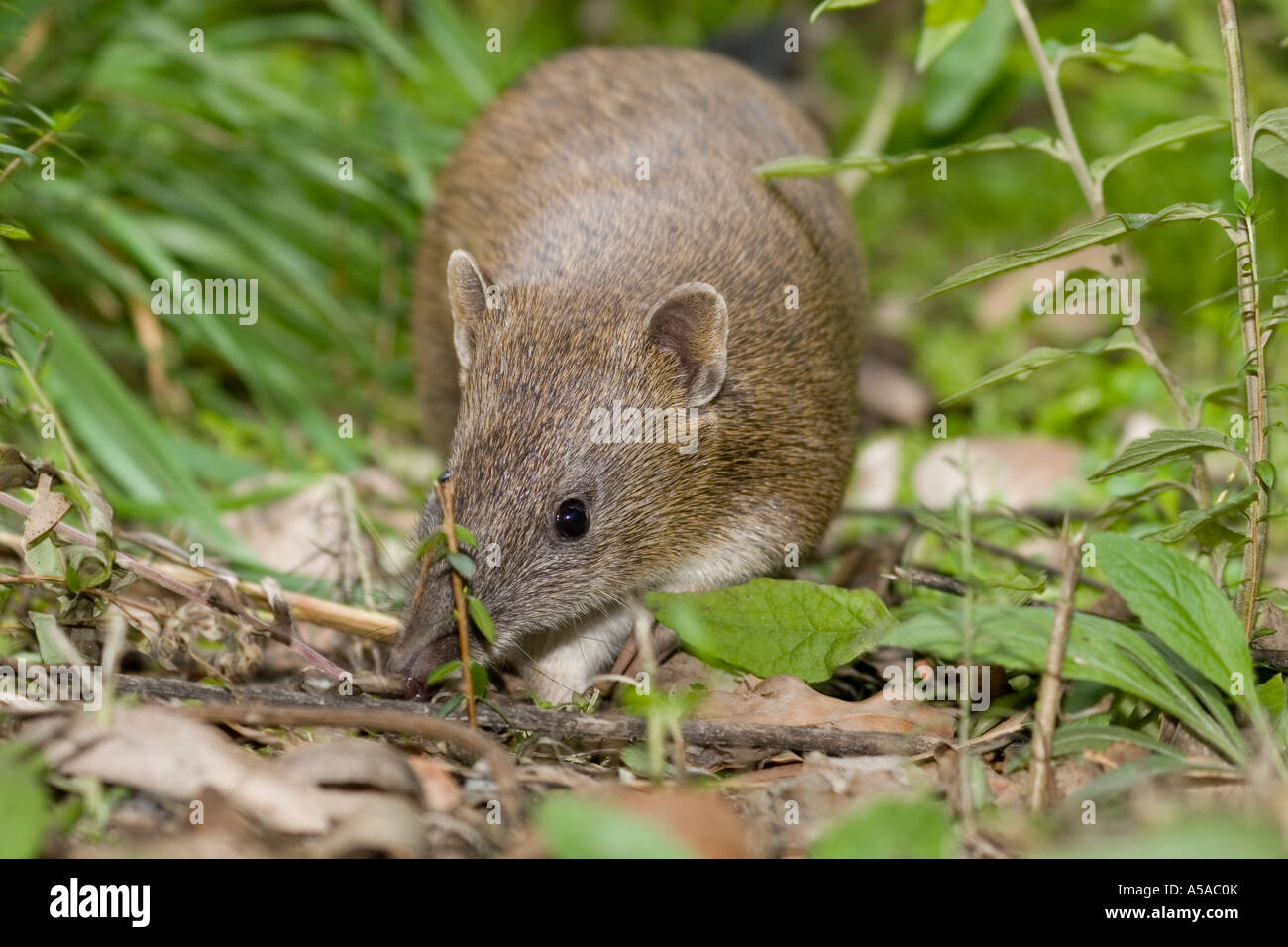 Southern brown bandicoot hi-res stock photography and images - Alamy