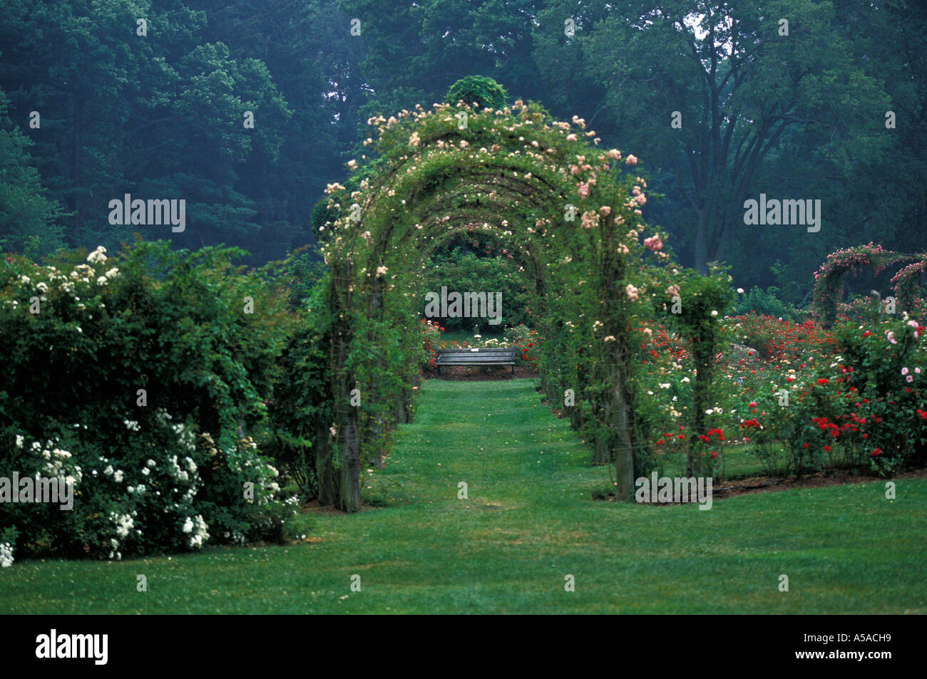 Elizabeth Park rose garden, WH, CT Stock Photo - Alamy