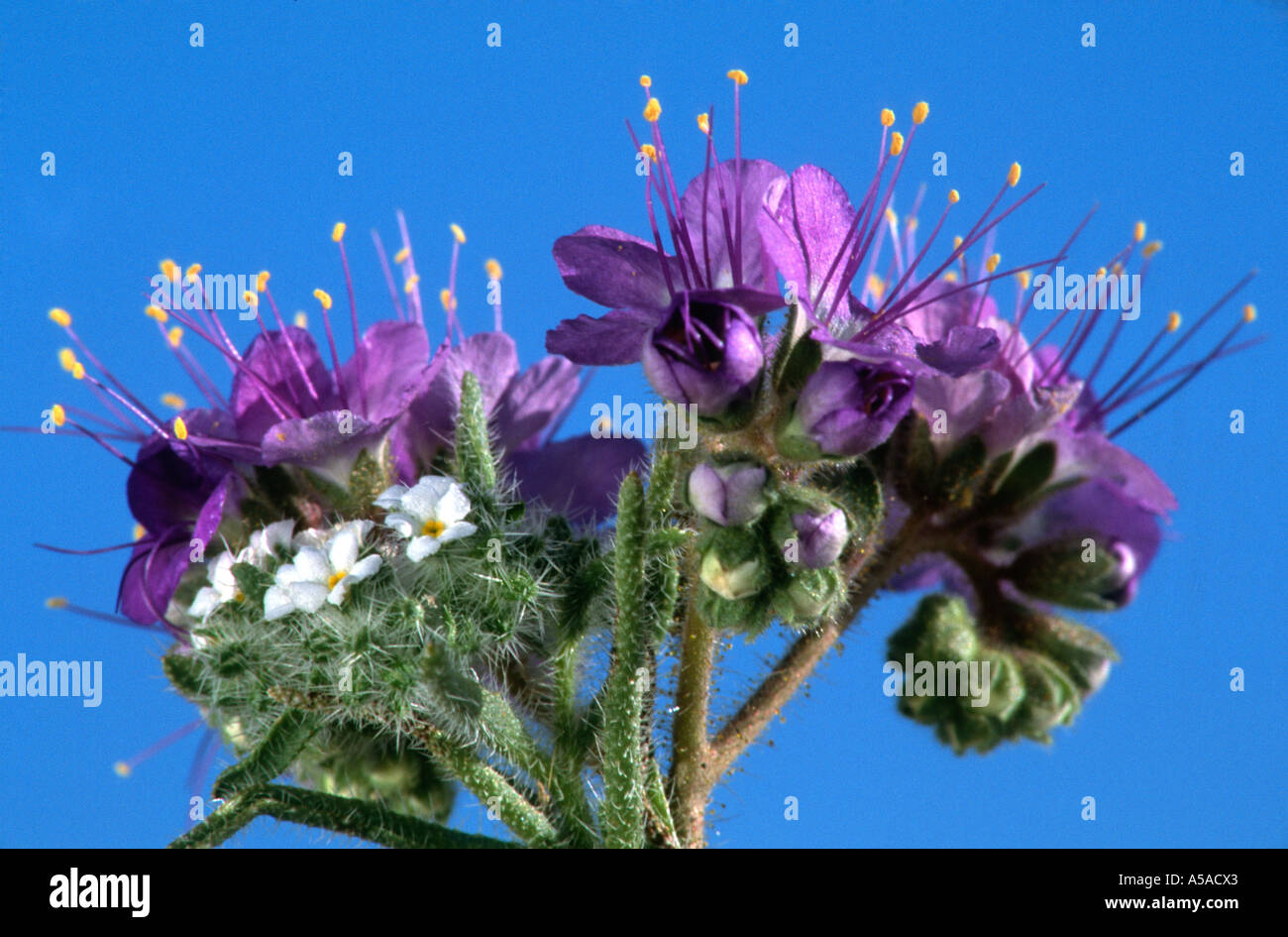 Cleftleaf wildheliotrope hi-res stock photography and images - Alamy