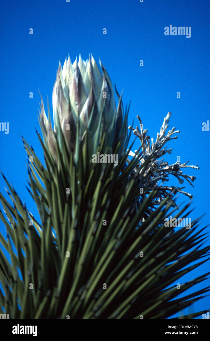 Yucca schidigera, Mohave Yucca in bloom, Death Valley, CA Stock Photo ...