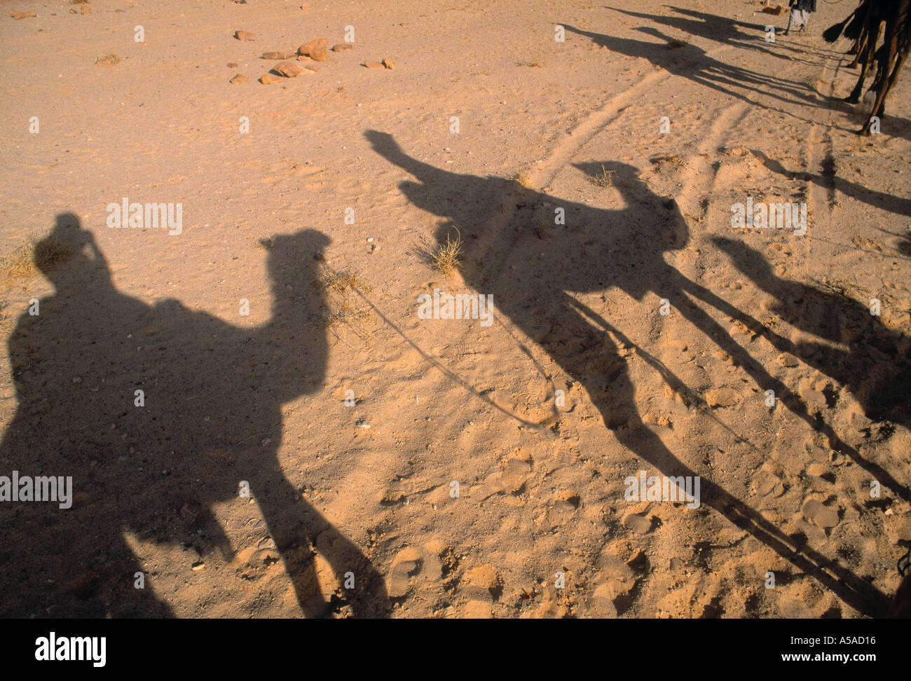 Camel shadows, Sinai Desert, Egypt Stock Photo - Alamy