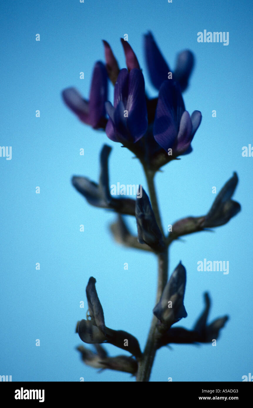 Rattle pod hi-res stock photography and images - Alamy