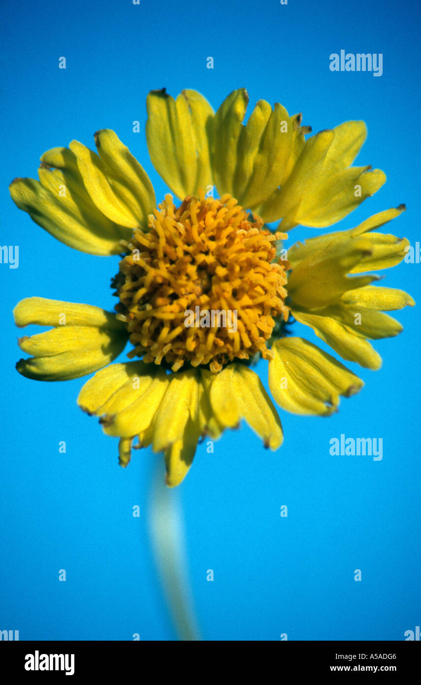 Coreopsis californica var. californica; Tickseed, Death Valley, CA ...