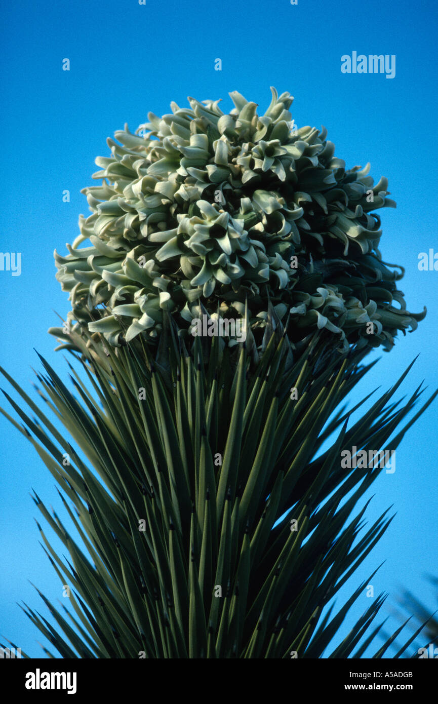 Mohave desert wildflower hi-res stock photography and images - Alamy