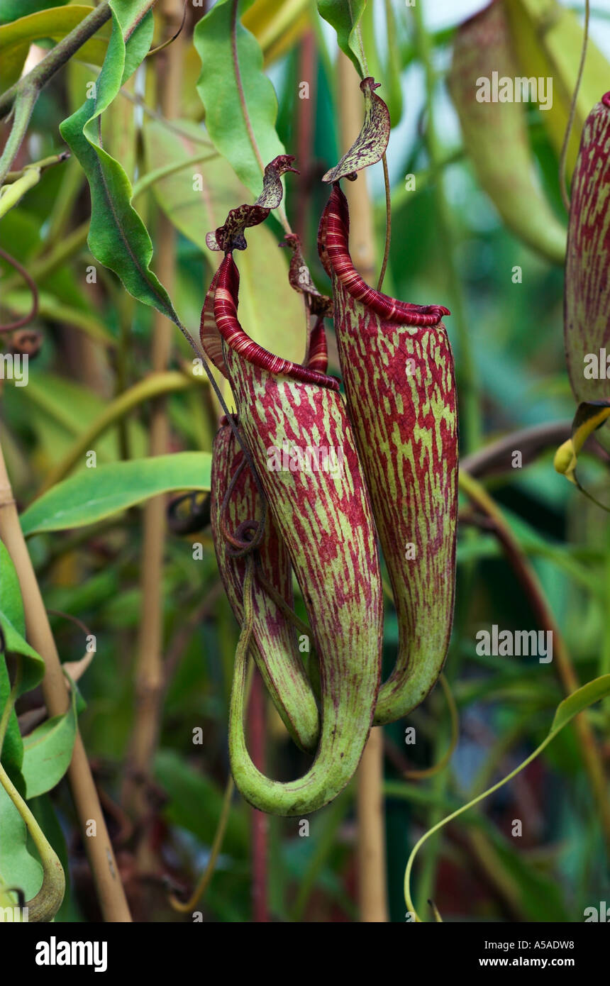Nepenthes maxima hi-res stock photography and images - Alamy
