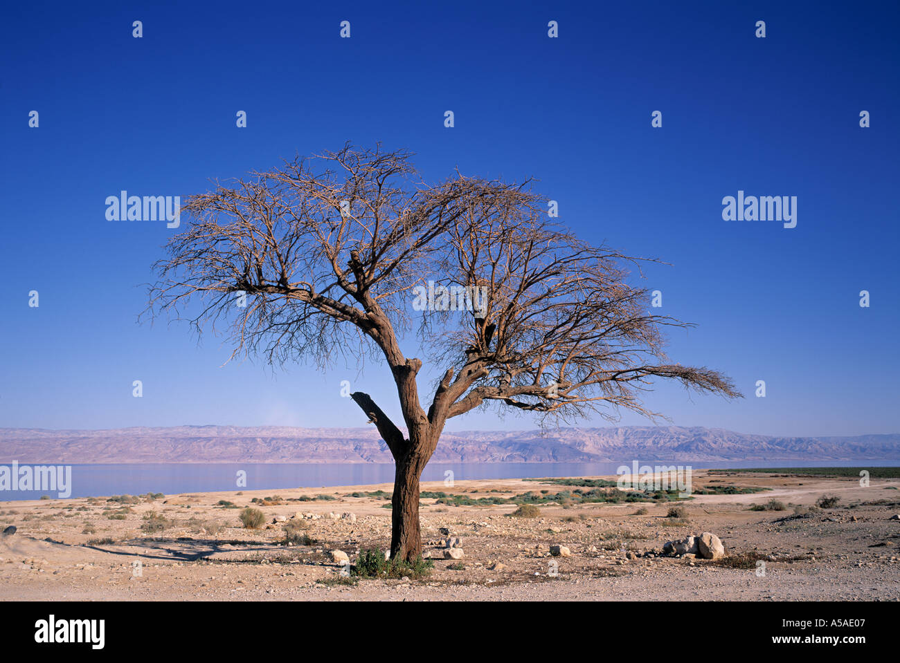 Acacia Tree, Dead Sea, Israel Stock Photo - Alamy
