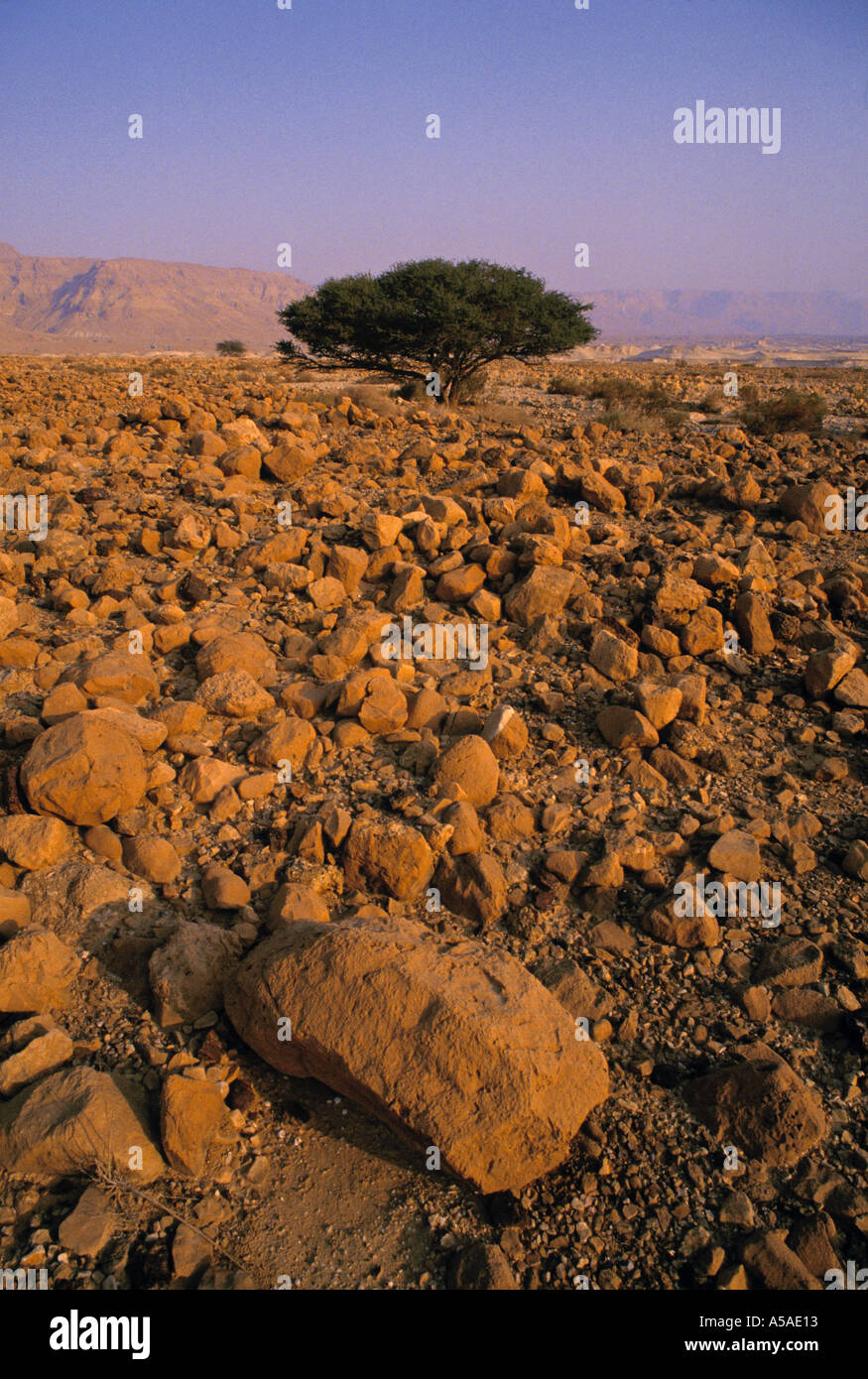 Acacia israel hi-res stock photography and images - Alamy