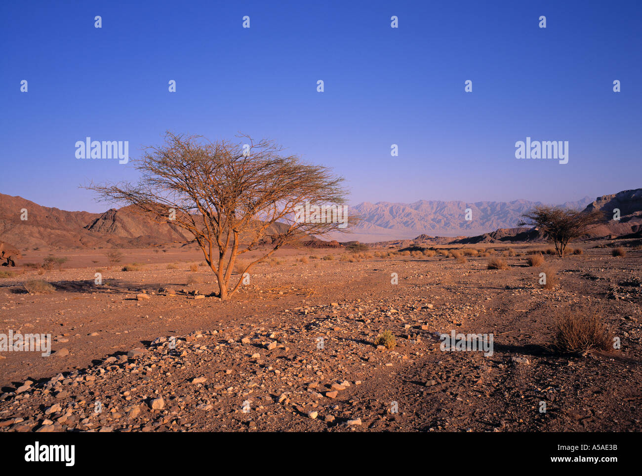 Timna park hi-res stock photography and images - Alamy