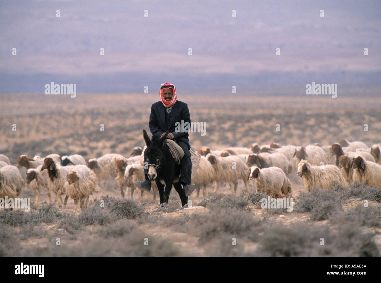 Shepherd & sheep, King's Highway, Jordan Stock Photo - Alamy