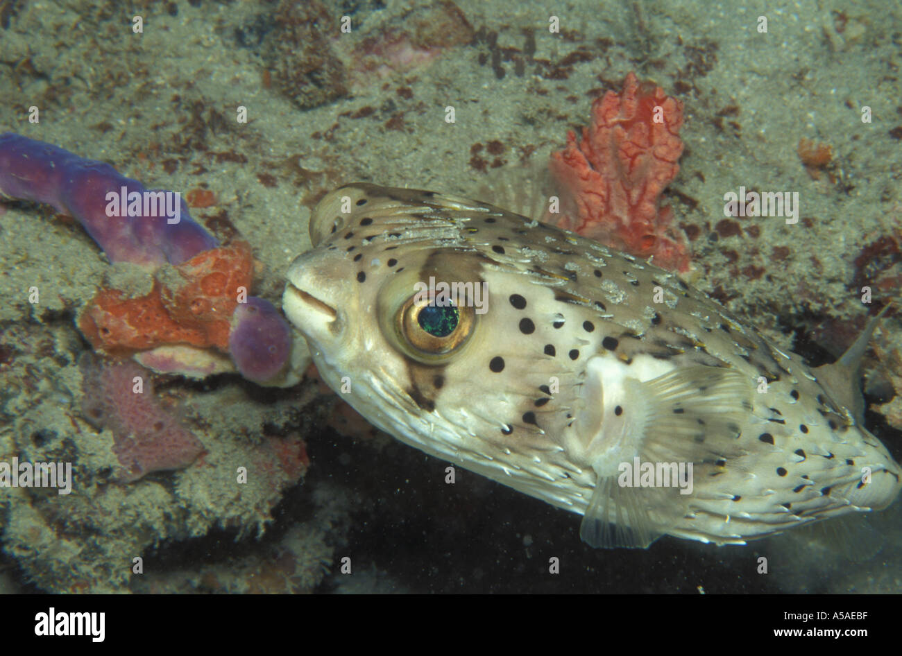 Ballonfish hi-res stock photography and images - Alamy