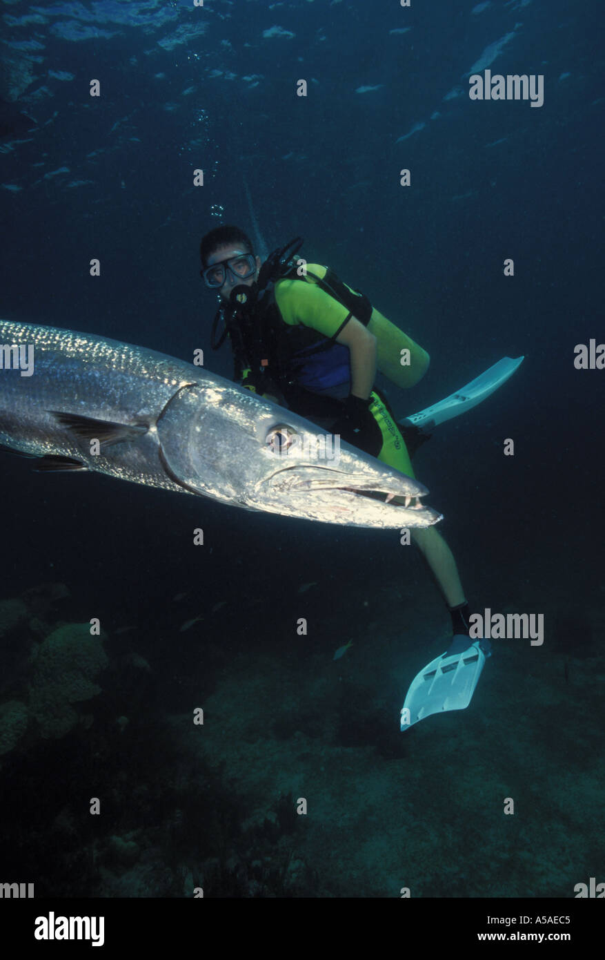 Great Barracuda Sphyraena barracuda and diver Stock Photo - Alamy