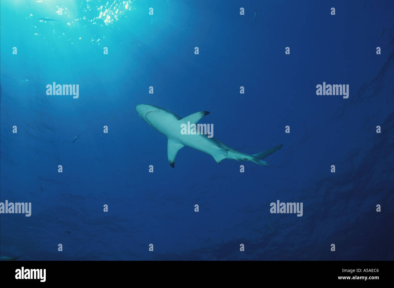 Blacktip shark atlantic ocean hi-res stock photography and images - Alamy