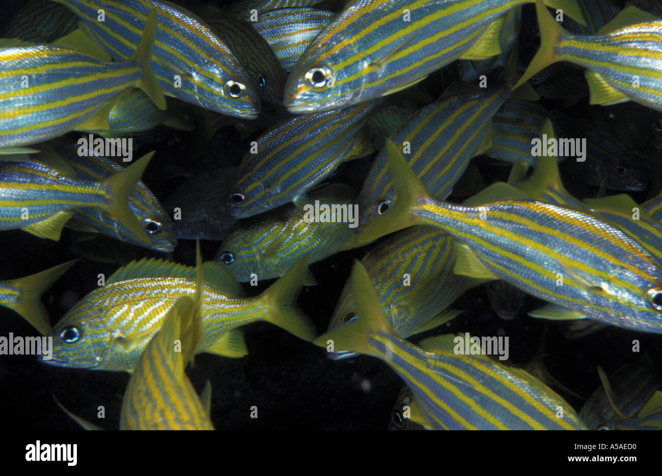 French grunt fish atlantic ocean hi-res stock photography and images ...