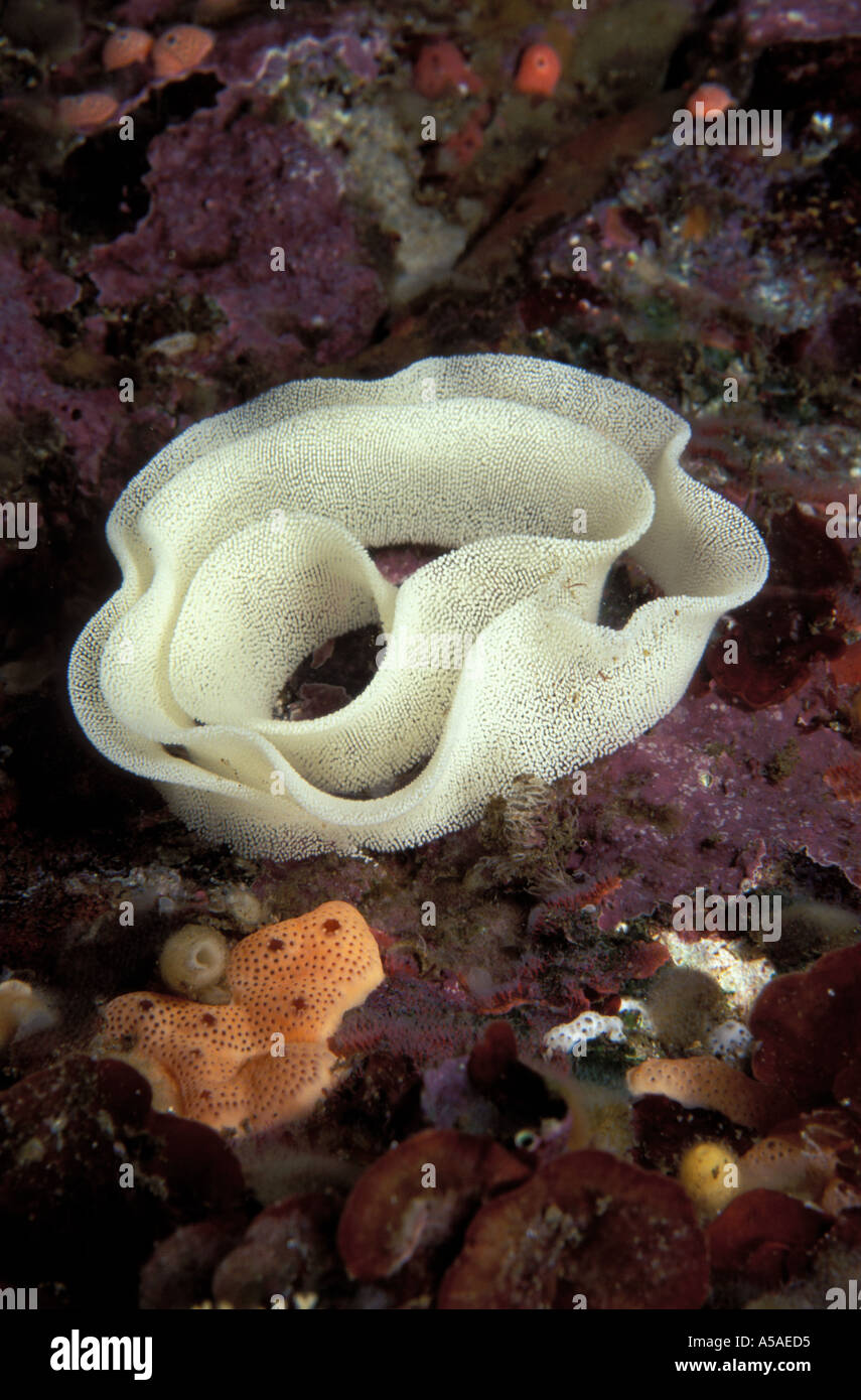 Nudibranch egg ribbon hi-res stock photography and images - Alamy