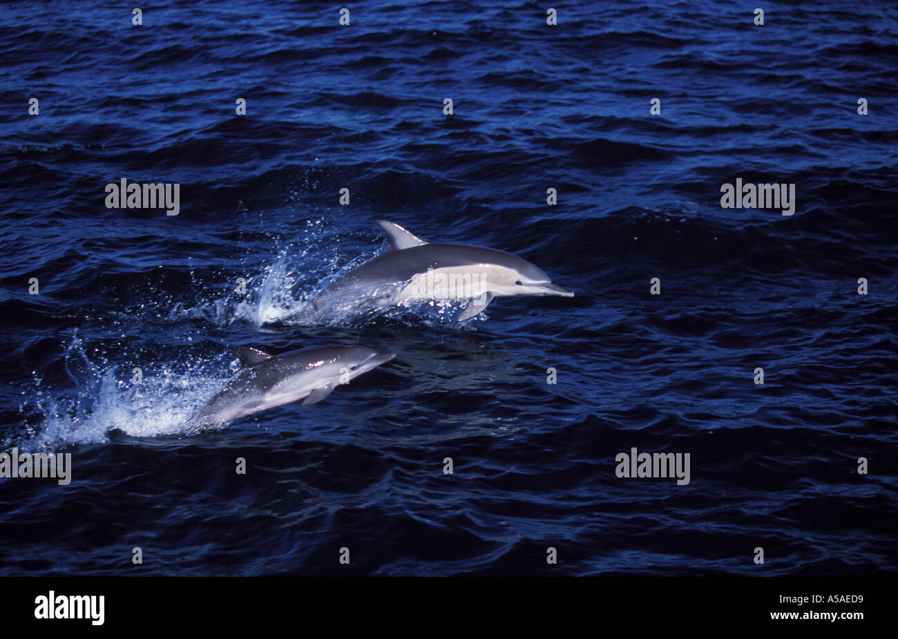 Short beaked Common Dolphin Delphinus delphis Stock Photo - Alamy