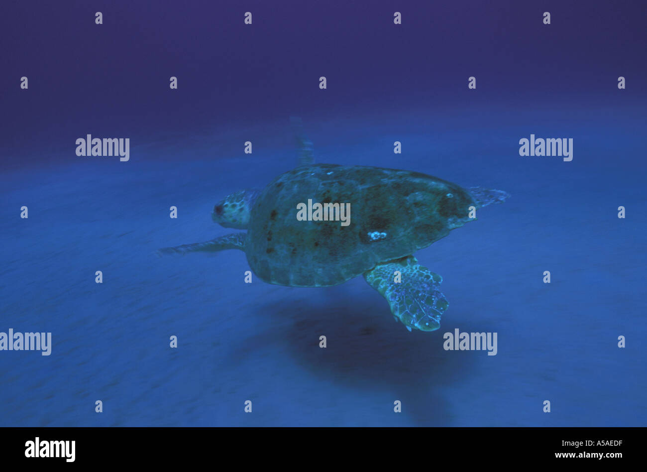 Loggerhead Turtle Carretta carretta Stock Photo - Alamy