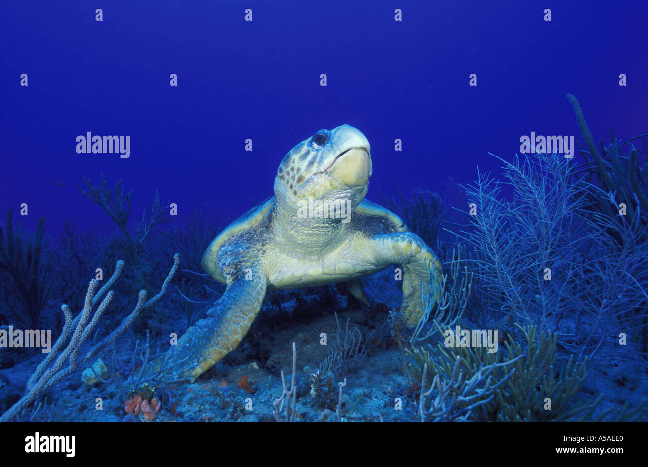 Loggerhead Turtle Carretta carretta Stock Photo - Alamy