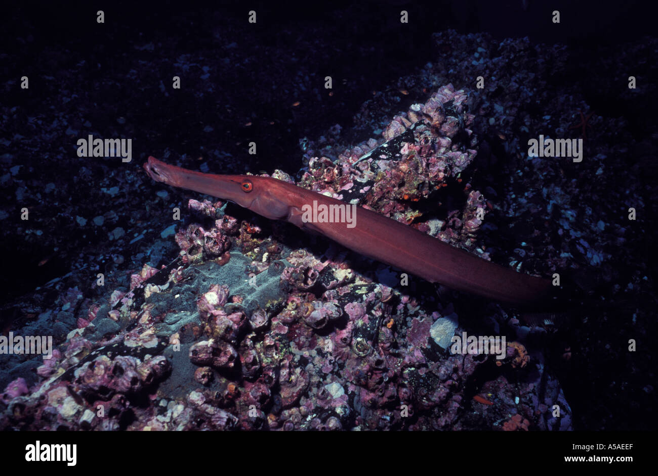 Trumpetfish Aulostomus chinensis Stock Photo - Alamy