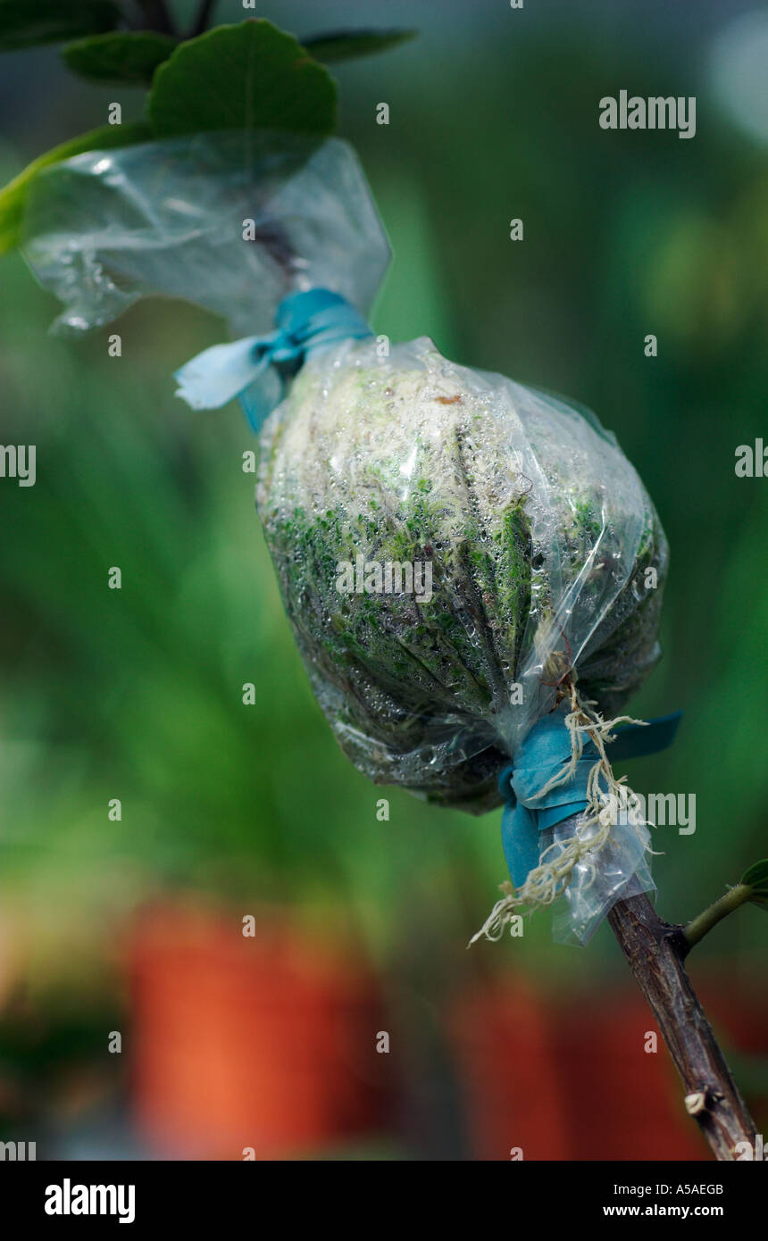 Air layering hi-res stock photography and images - Alamy