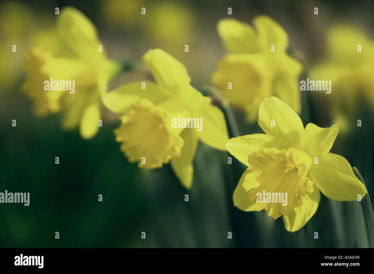 Yellow daffodils and deer hi-res stock photography and images - Alamy