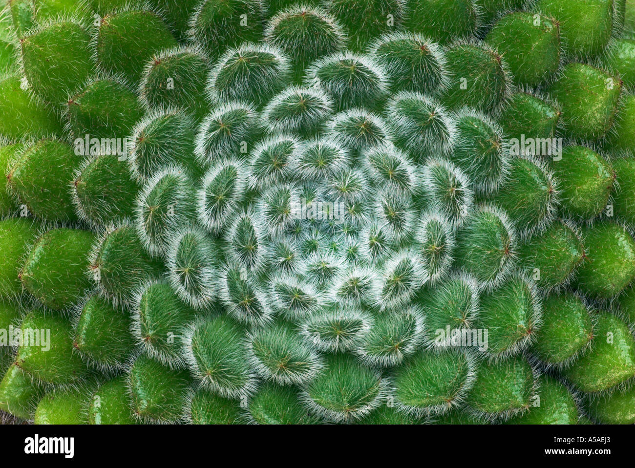 Echeveria setosa hi-res stock photography and images - Alamy