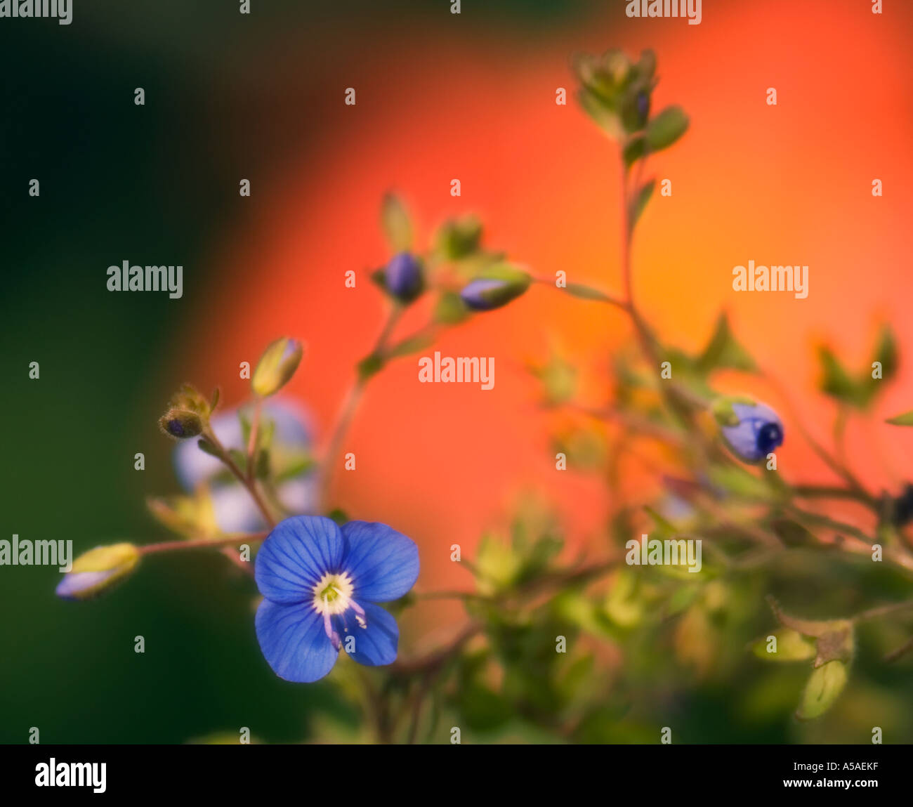 Veronicastrum Virginica High Resolution Stock Photography and Images ...