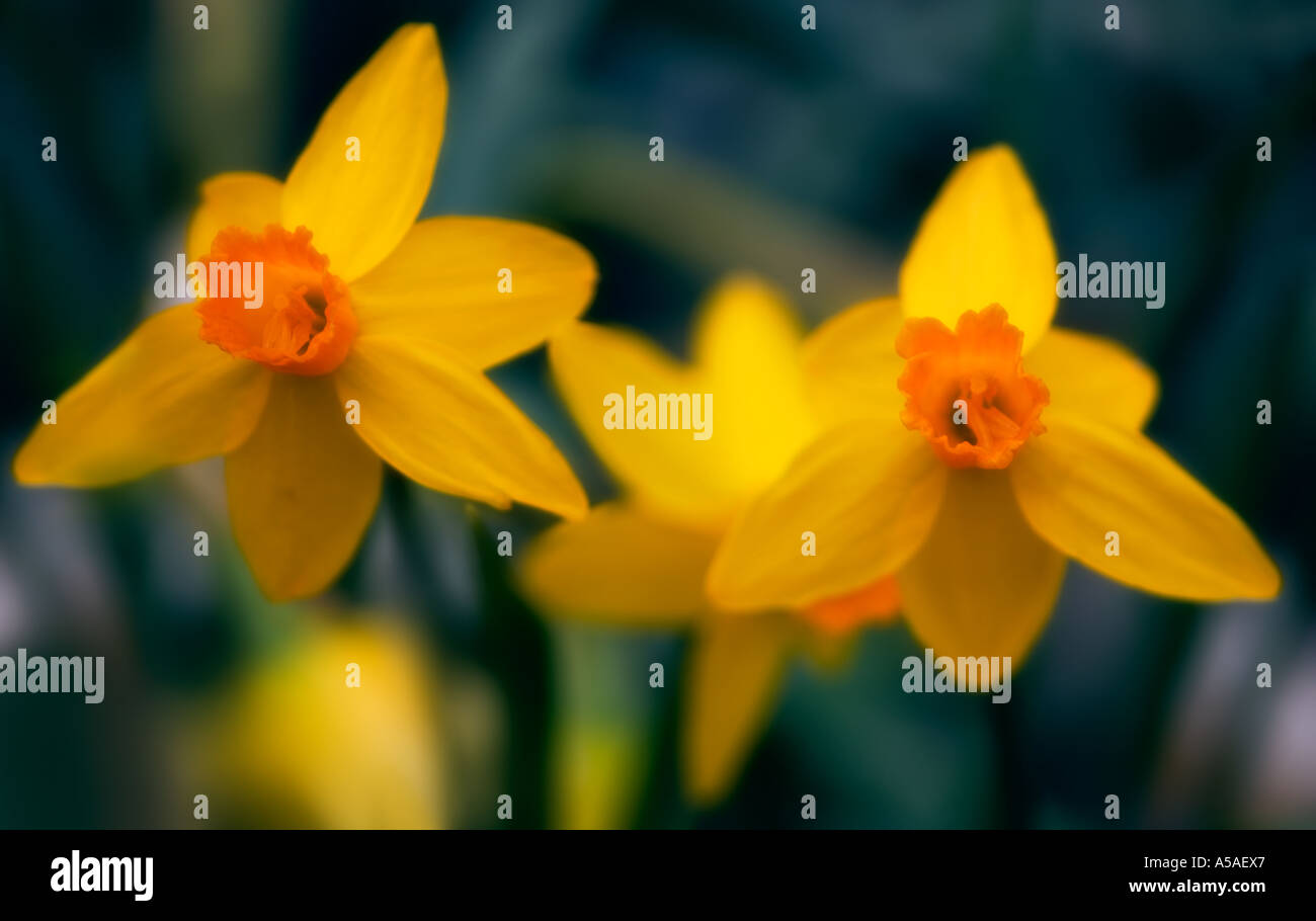 Two Similar Cheerful Yellow Daffodils Stock Photo - Alamy