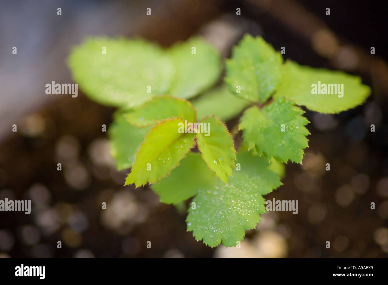 Disease plants seedling hi-res stock photography and images - Alamy