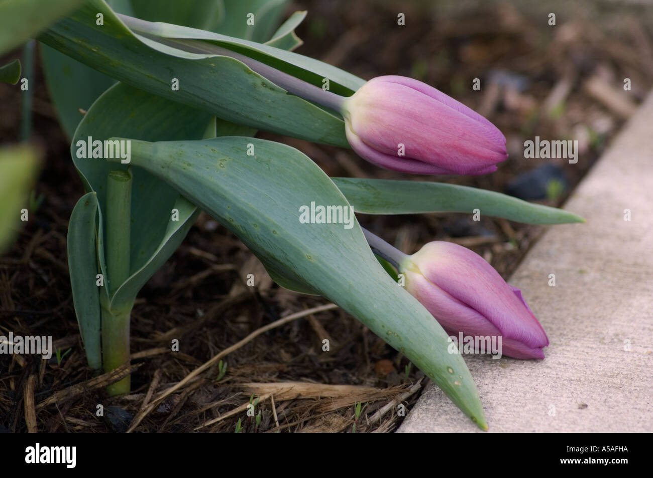 Two Broken Tulip Flowers Stock Photo - Alamy