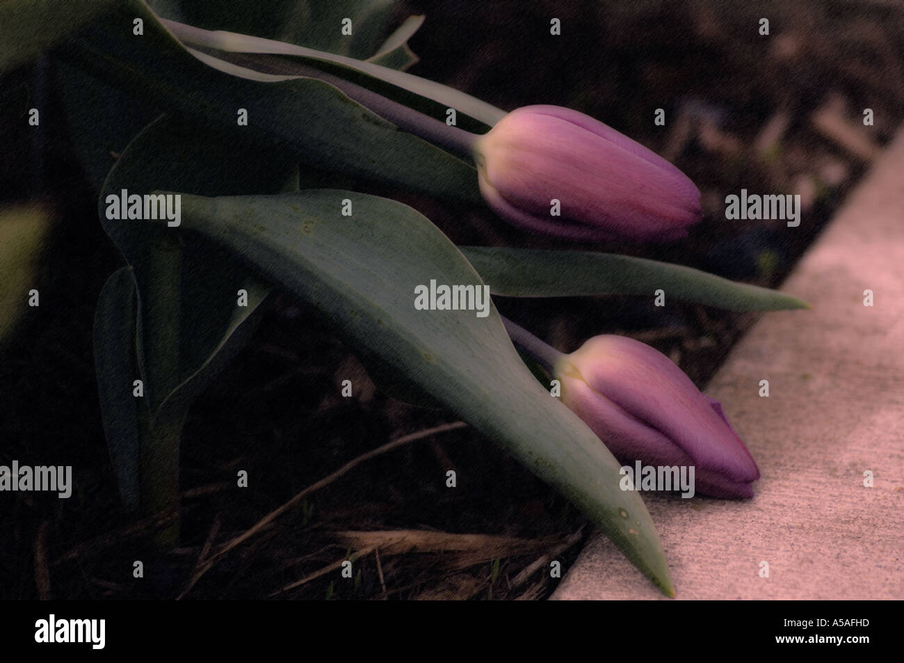 Two Broken PurpleTulip Flowers Stock Photo - Alamy