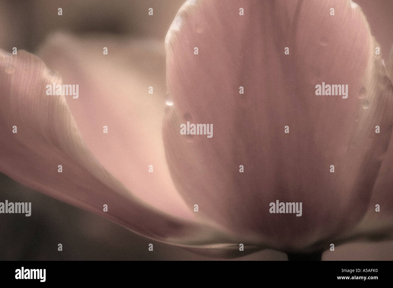 Fully open tulip flower Stock Photo - Alamy