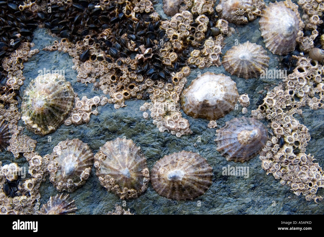Mussels and limpet on rock hi-res stock photography and images - Alamy