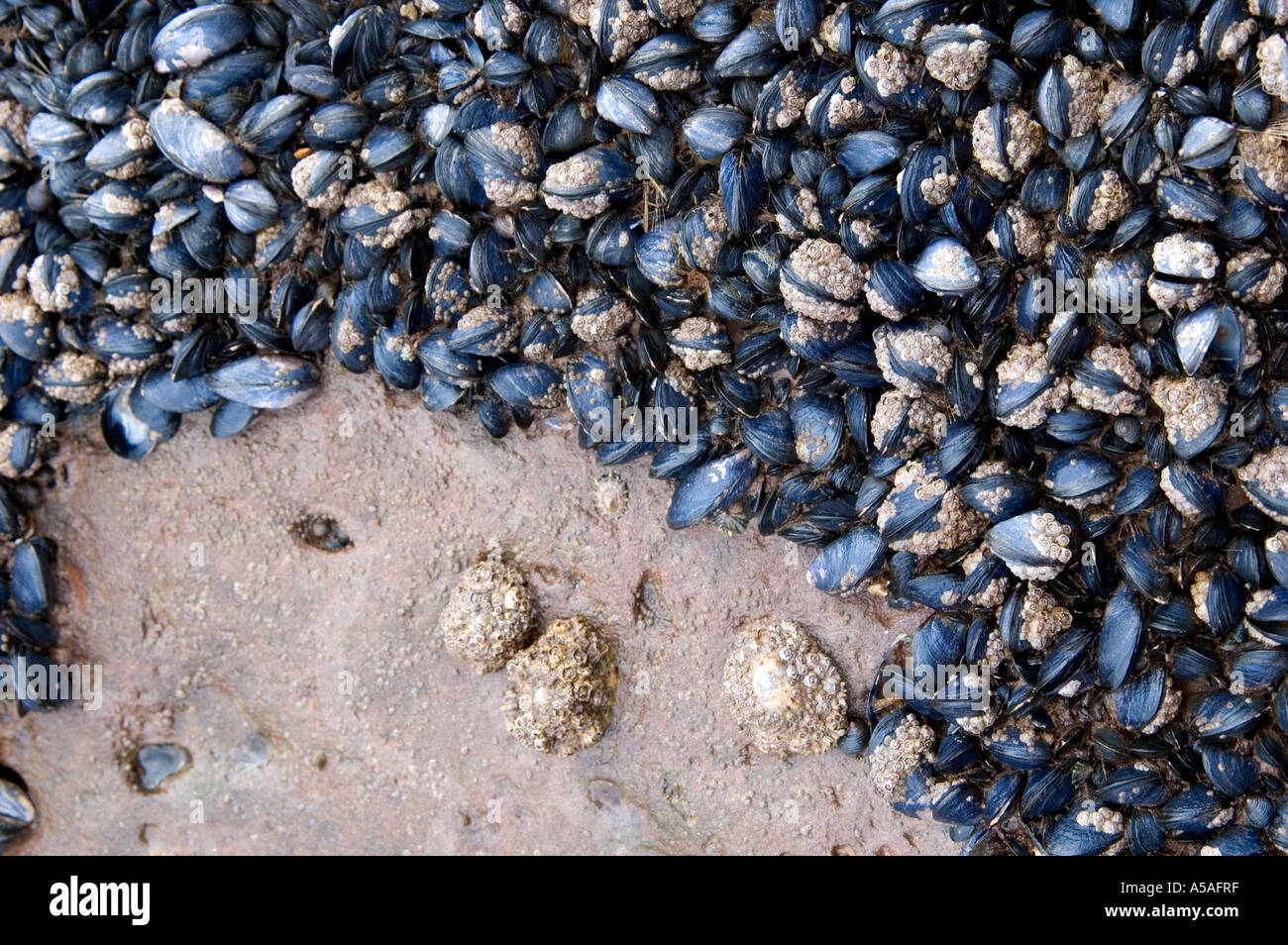 Tidal fringe hi-res stock photography and images - Alamy