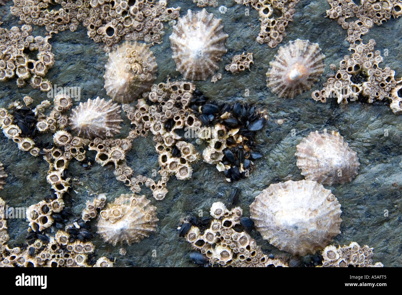 Barnacles and limpets forming a pattern on grey rock, Sidmouth, Devon ...