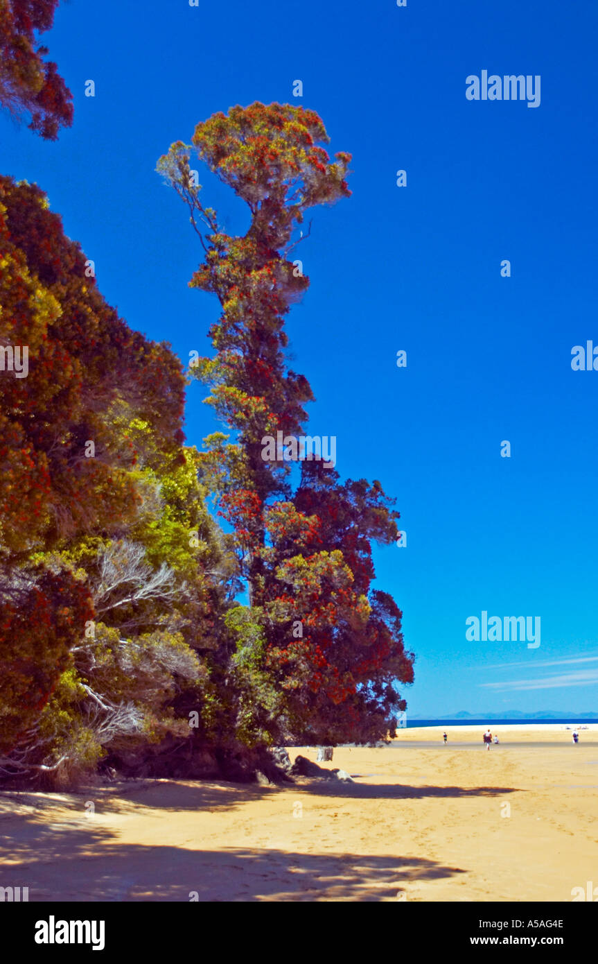 Rata tree hi-res stock photography and images - Alamy