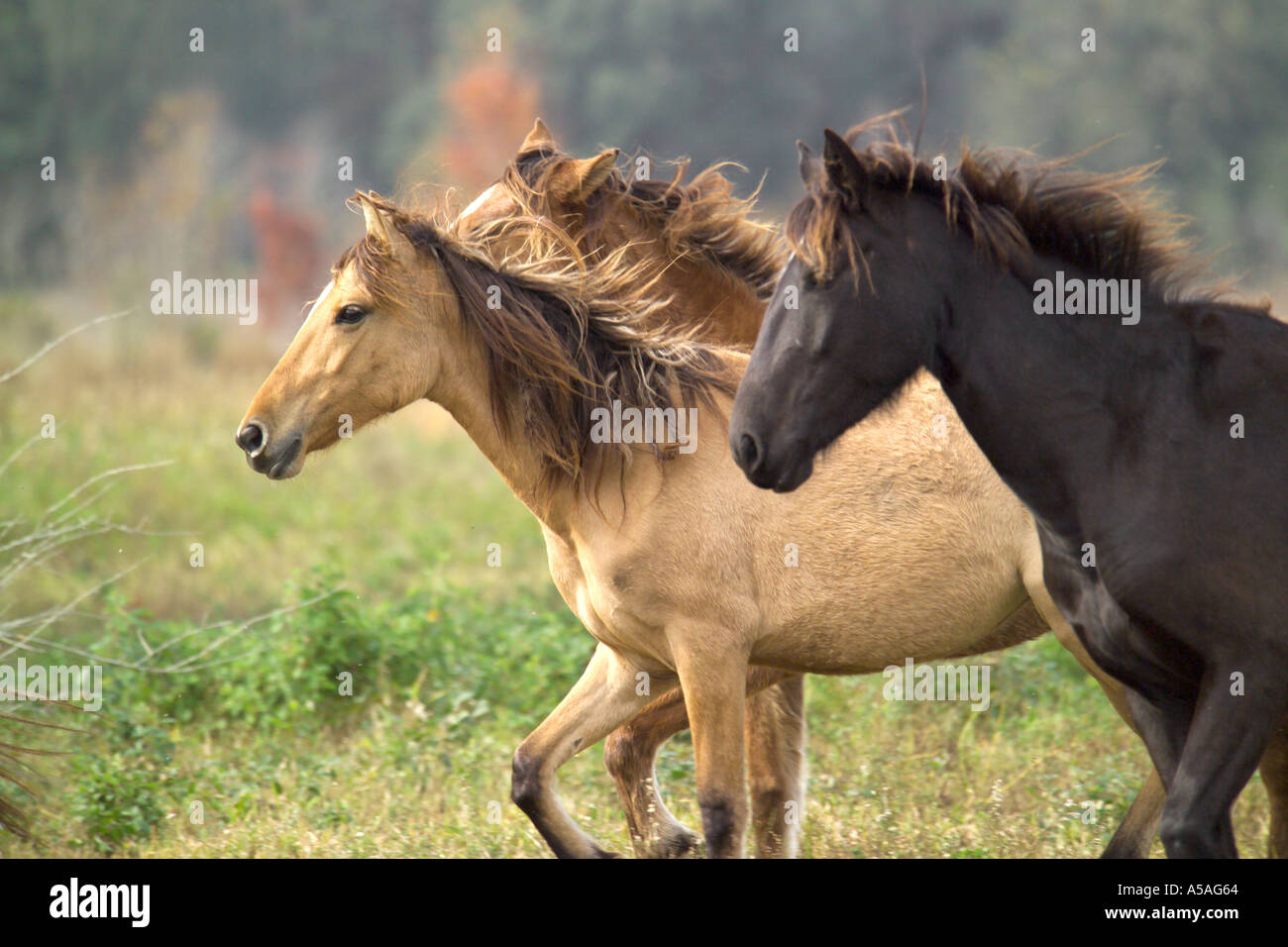 Spanish mustang hi-res stock photography and images - Alamy