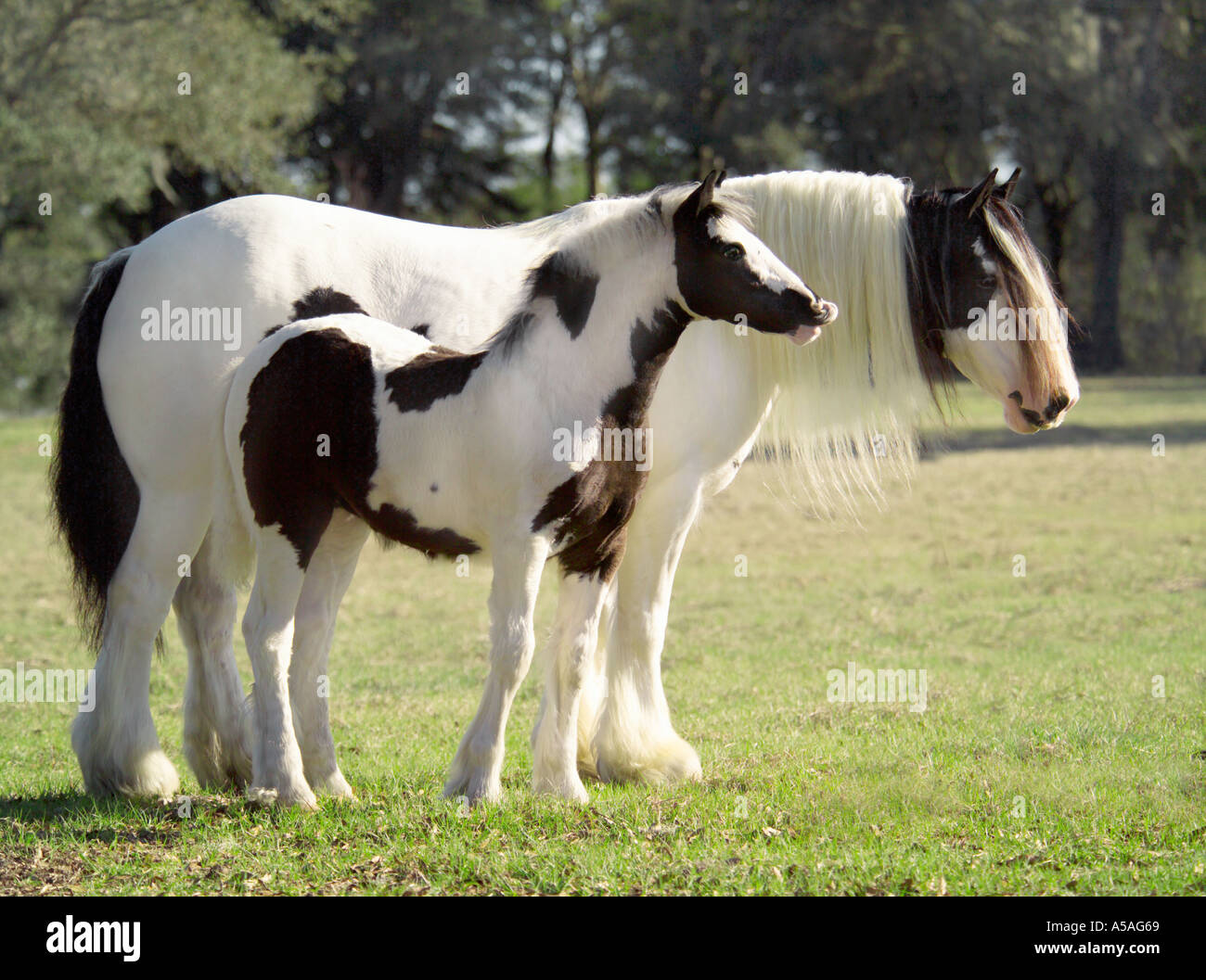Gypsy Vanner mare and foal Stock Photo - Alamy