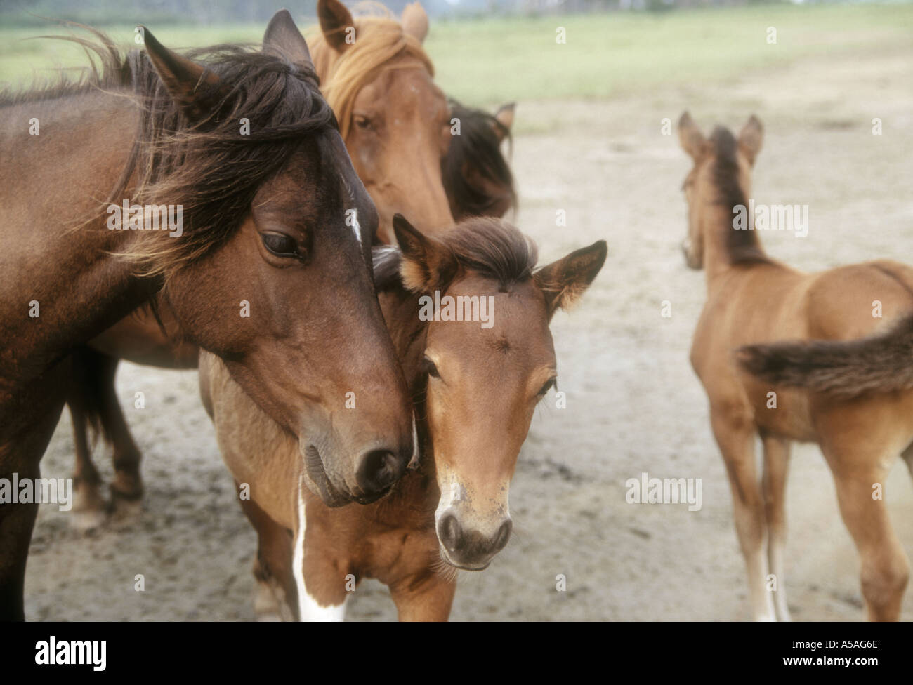 Wild ponies Assateague Island VA Stock Photo - Alamy
