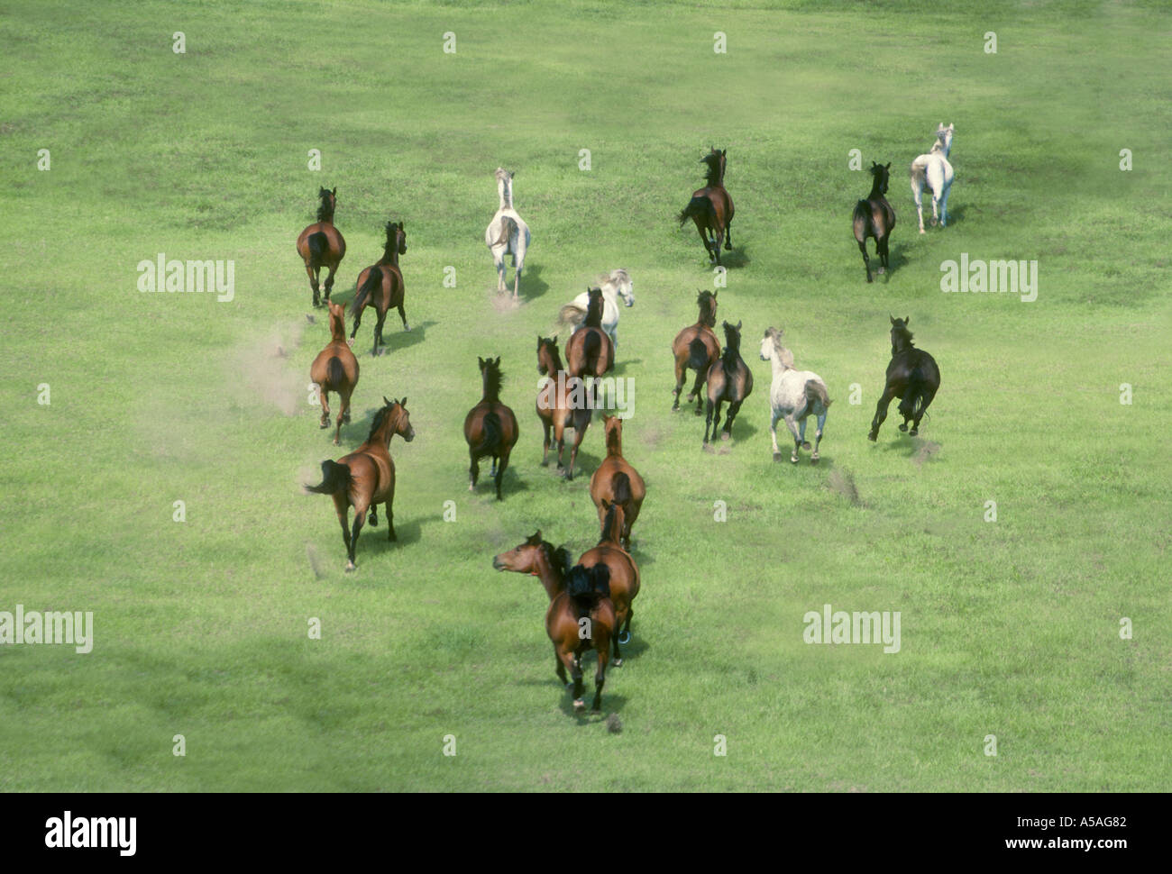 Open gallops hi-res stock photography and images - Alamy