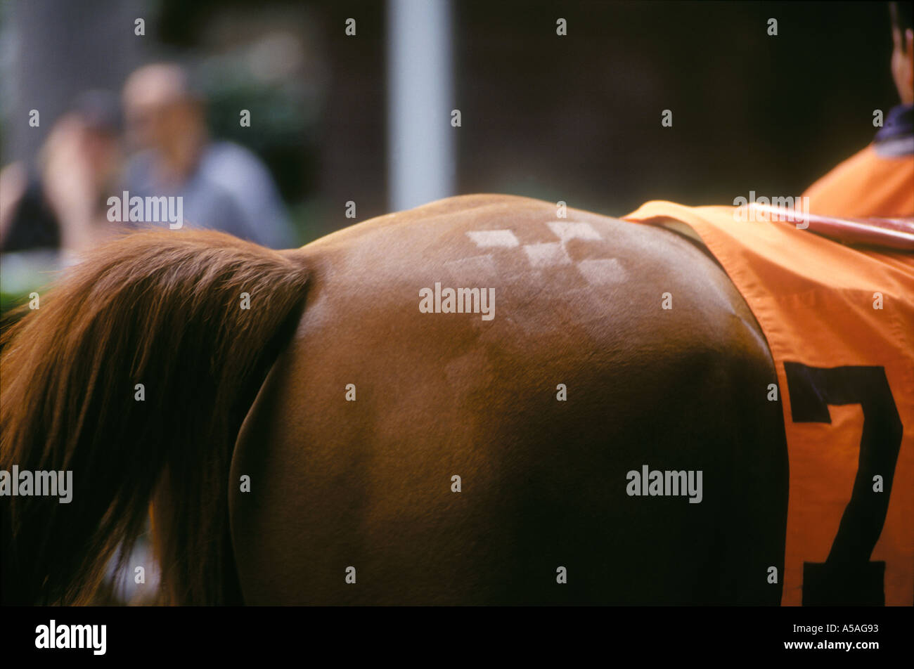 Rump horse hi-res stock photography and images - Alamy