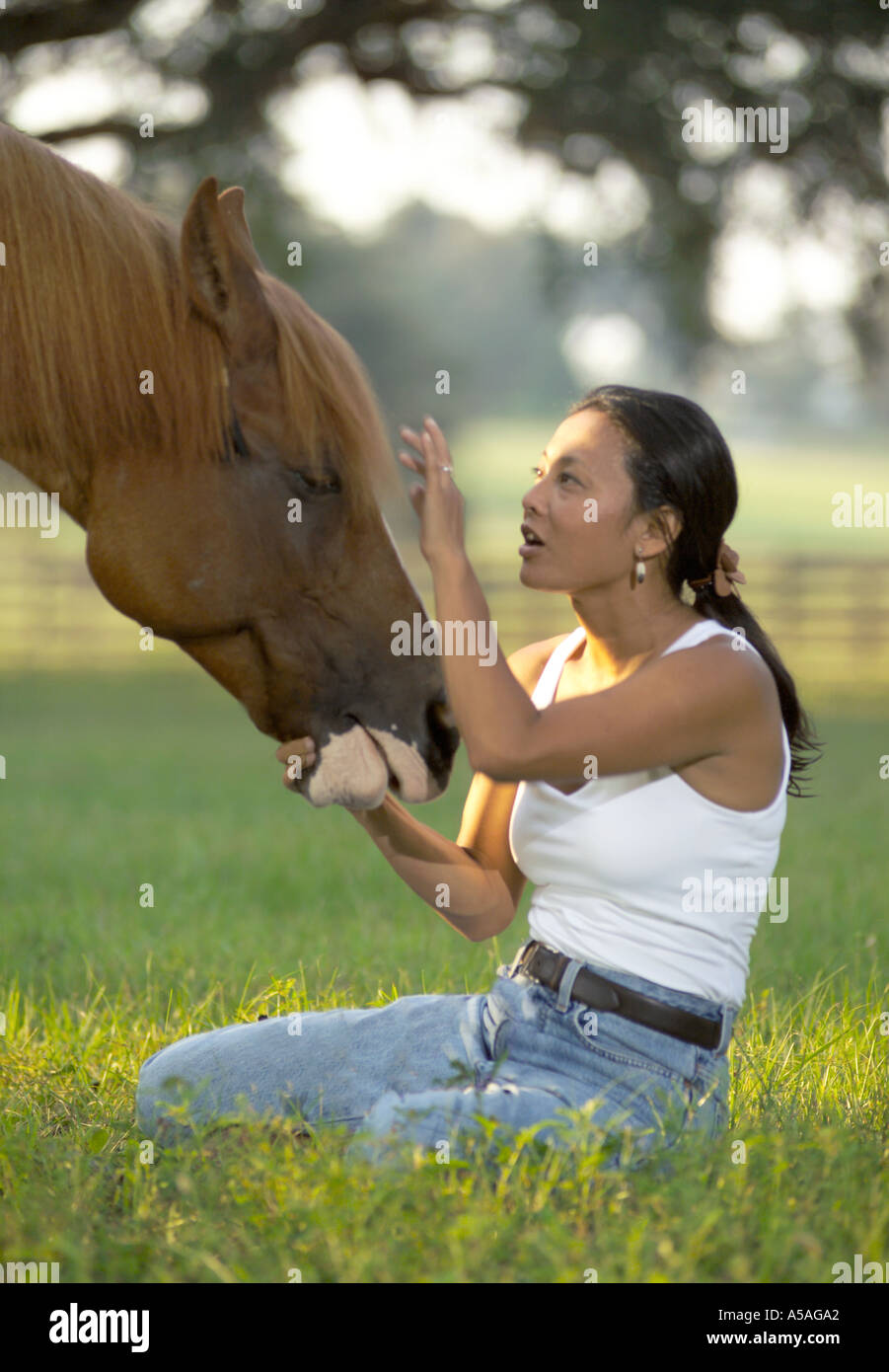 Woman with Arabian stallion model released Stock Photo - Alamy
