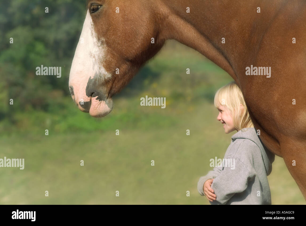 Young girl with Clydesdale Draft horse mare model released Stock Photo ...