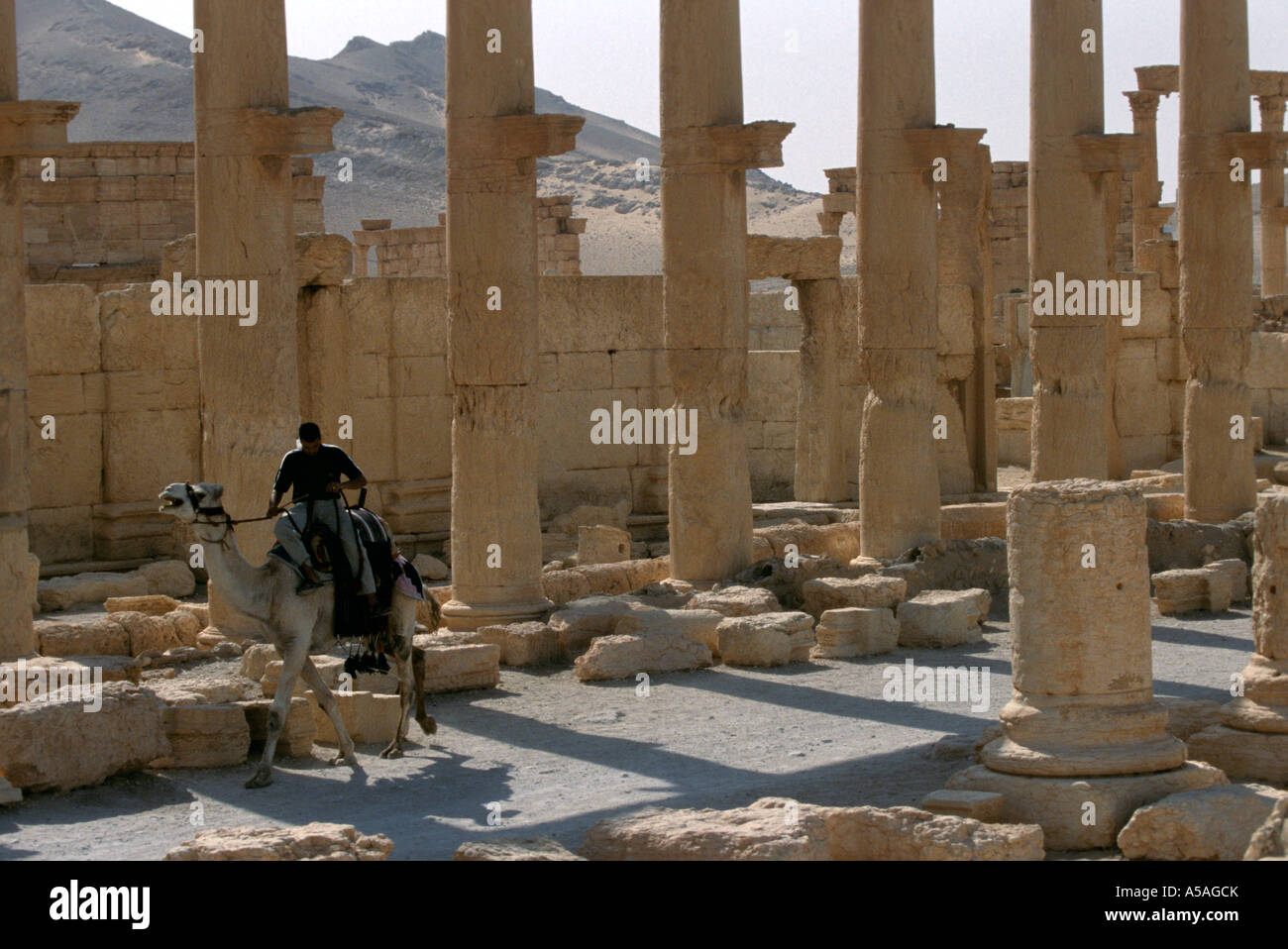 Man riding camel, Roman ruins, Palmyra, Syria Stock Photo - Alamy
