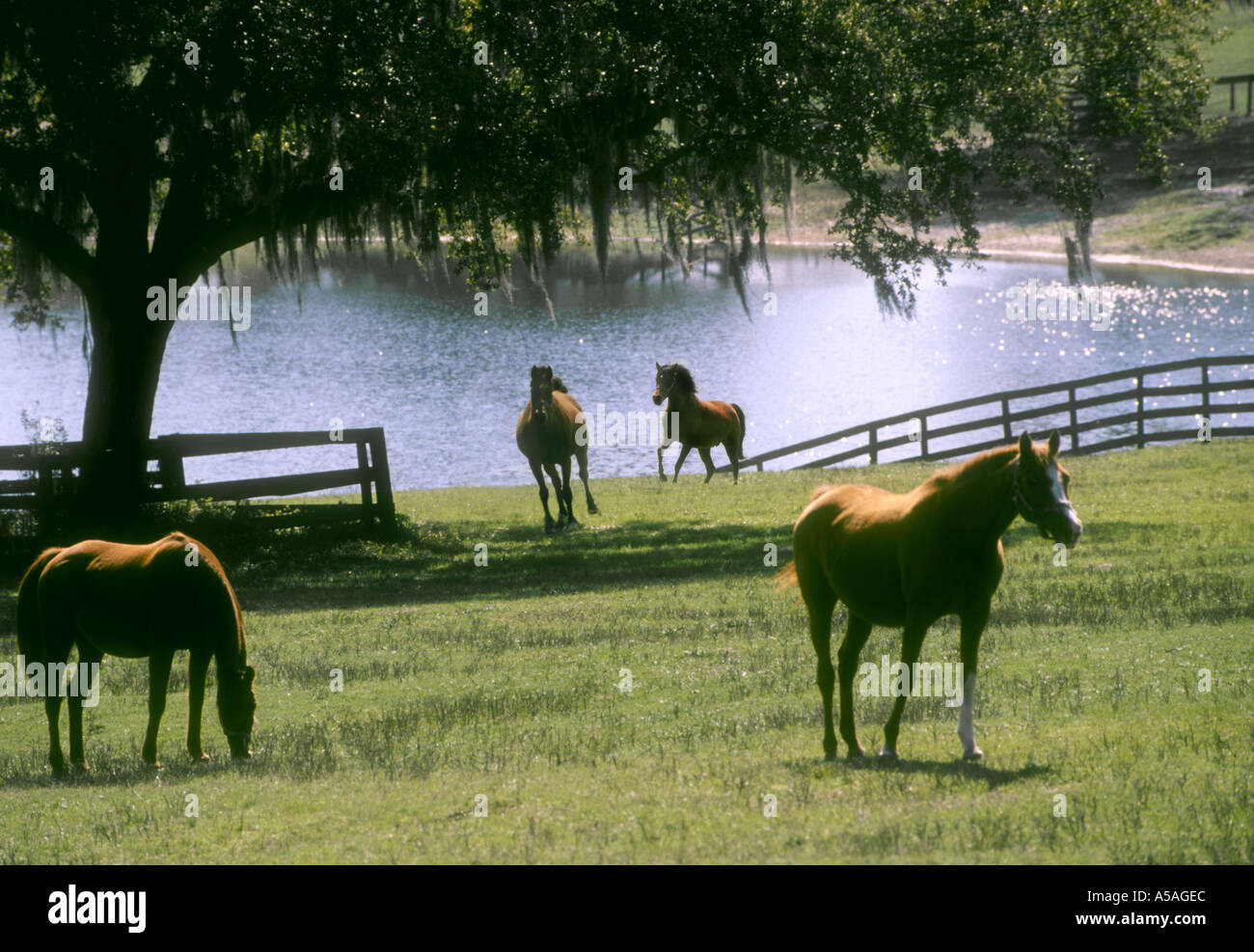 Oak tree and horses hi-res stock photography and images - Alamy