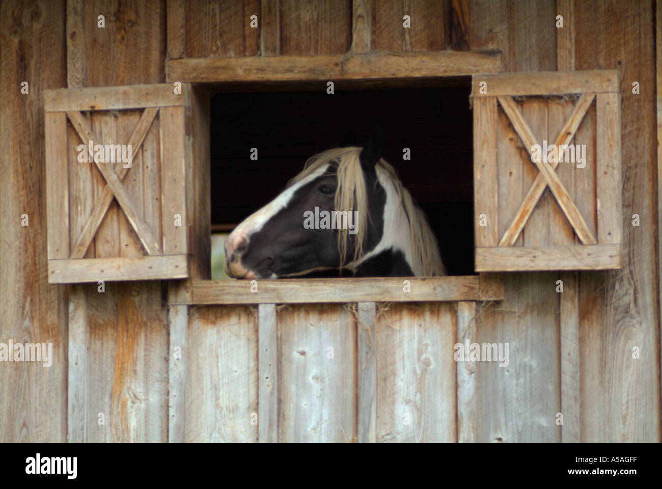 Gypsy Vanner Horse mare looks out stall window Stock Photo - Alamy