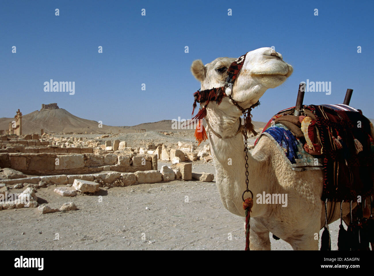 A camel among the Roman ruins in Palmyra Syria Stock Photo - Alamy