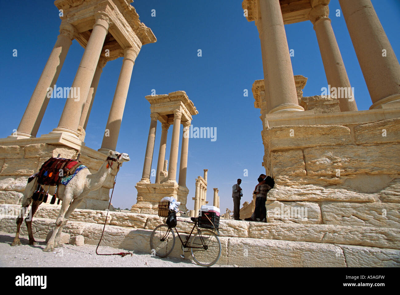 A camel at the Roman ruins in Palmyra Syria Stock Photo - Alamy