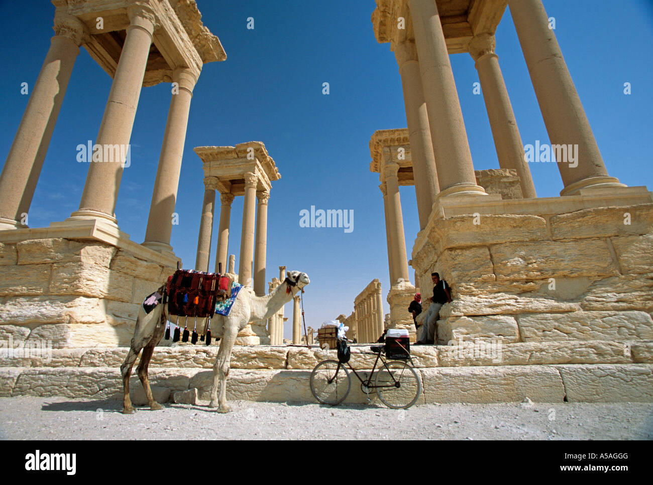 A camel at the Roman ruins in Palmyra Syria Stock Photo - Alamy