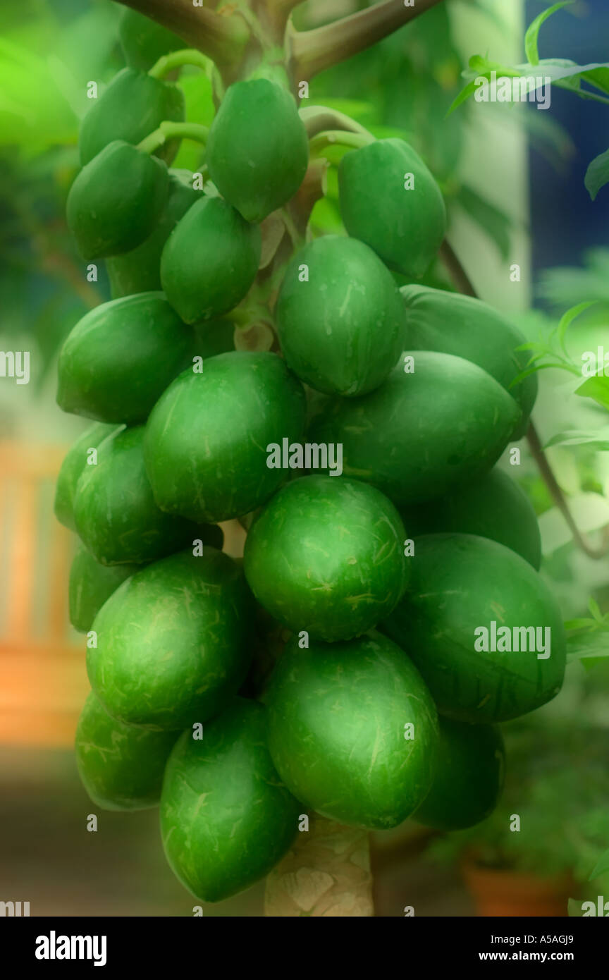 Green Papaya Fruits Stock Photo - Alamy